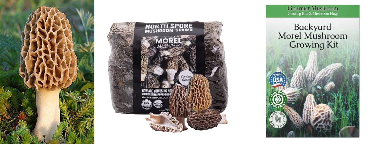 Top 5 Morel Mushroom Growing Kits: Your Guide - Daily Hand Tools: Your ...